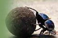 Dung Beetles Australia